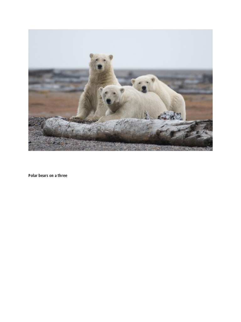 Polar Bears | PDF