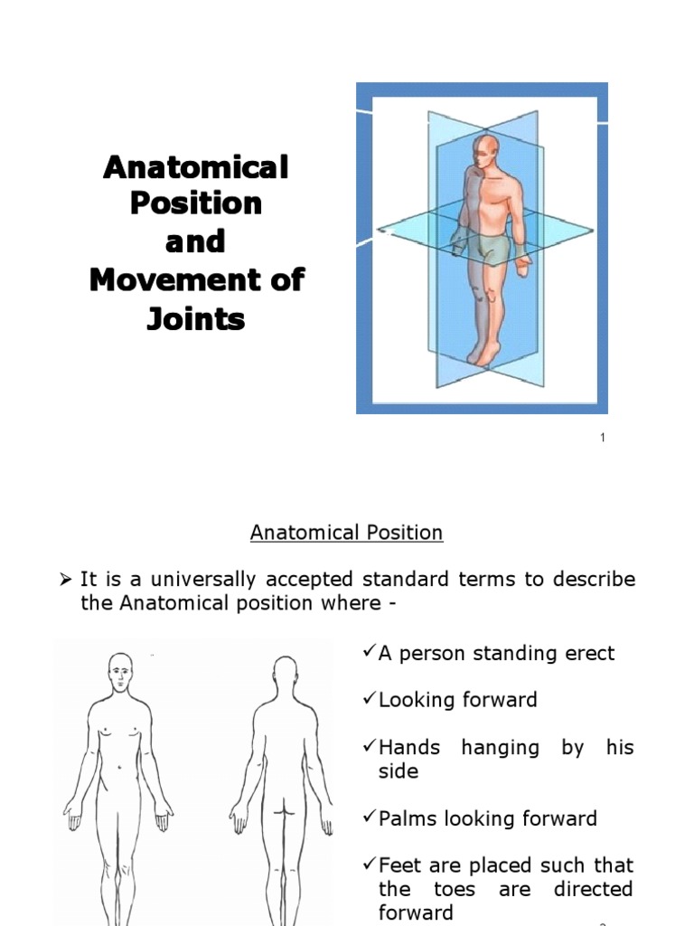 Anatomy Basics for Students | PDF | Anatomical Terms Of Motion ...