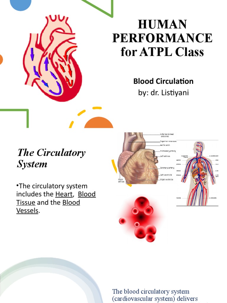 Human Performance For ATPL Class: Blood Circulation | PDF | Artery ...