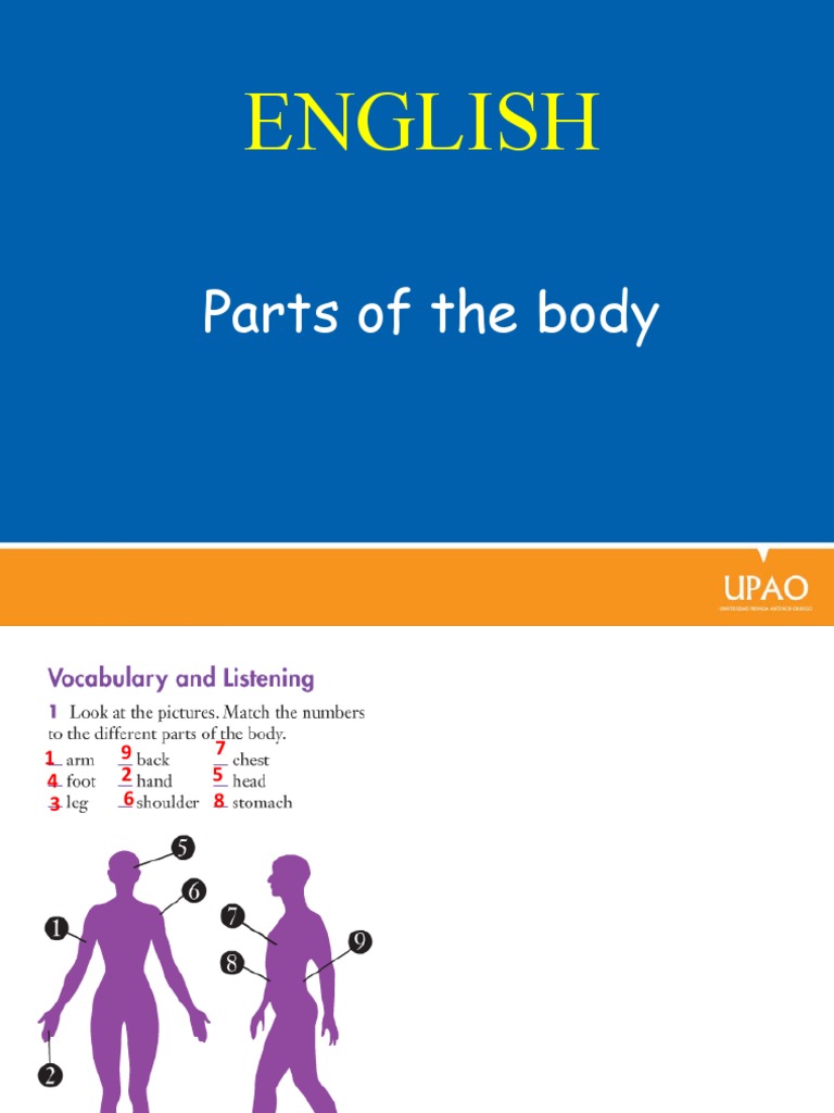 Parts of The Body | PDF