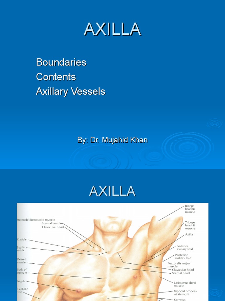 4 Axilla | PDF | Arm | Limbs (Anatomy)