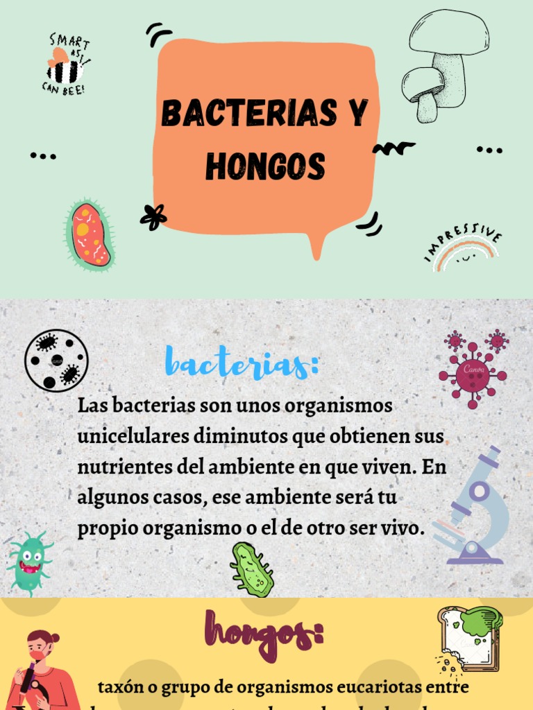 Clasificación y características de hongos y bacterias | PDF | Hogar ...