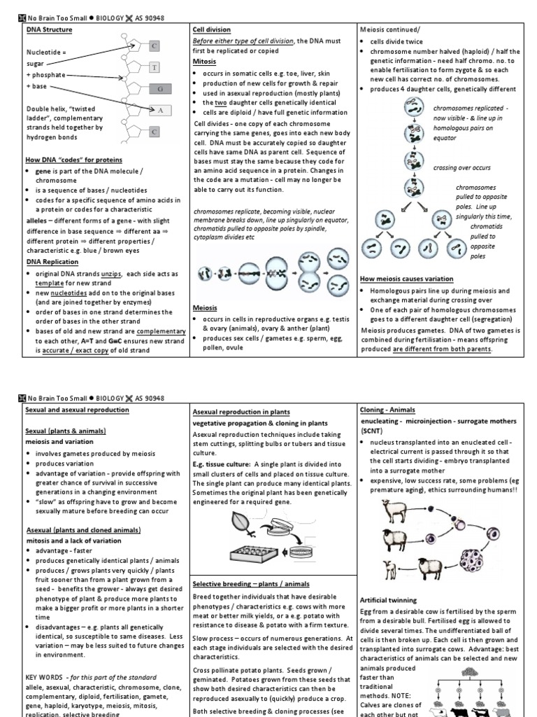 Meiosis Notes | PDF | Meiosis | Reproduction