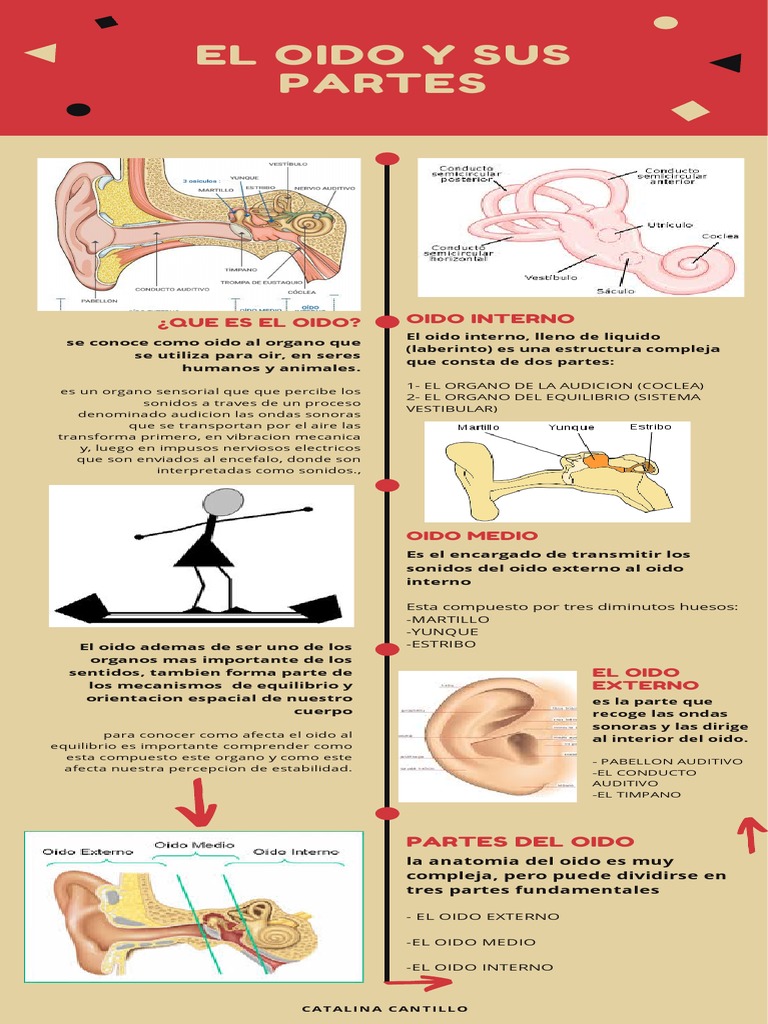 Partes Del Oido | PDF | Oído | Anatomía