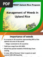 Profile of NSIC RC 160 and 218 | PDF | Crops | Agronomy