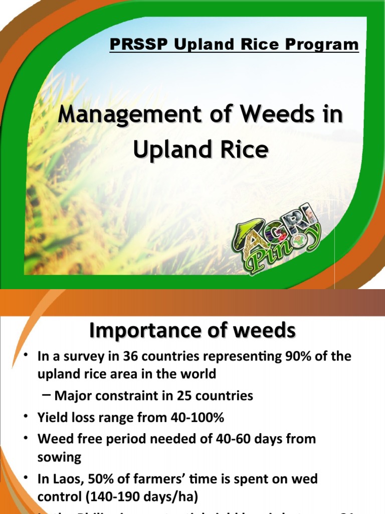 Weeds Management in Upland Rice - Final | PDF | Tillage | Rice