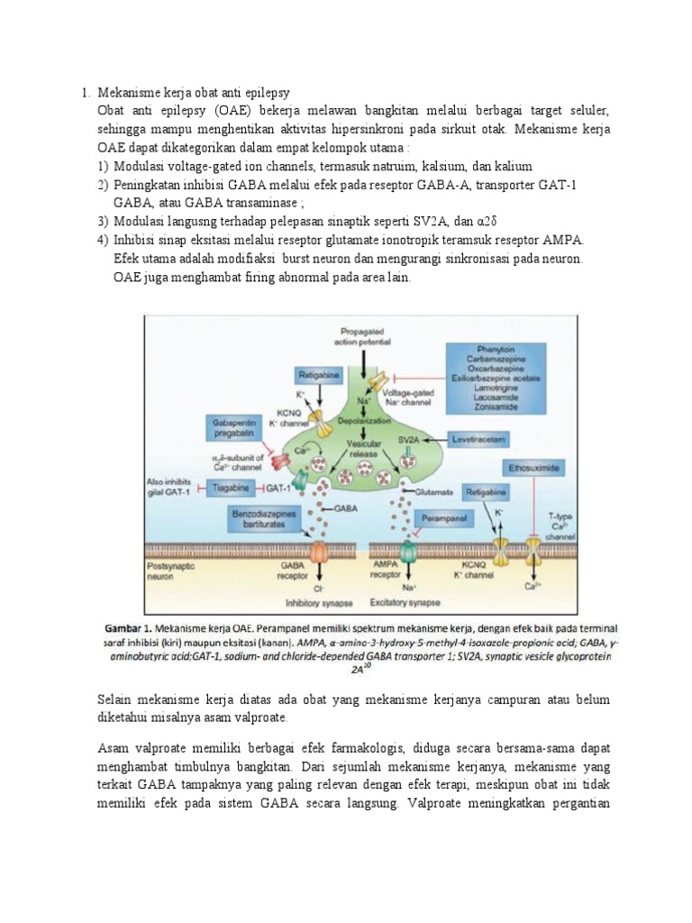 Mekanisme Kerja Obat Anti Epilepsy | PDF
