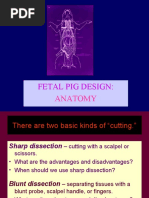 Fetal Pig Anatomy and Dissection Terms | PDF | Abdomen | Human Anatomy