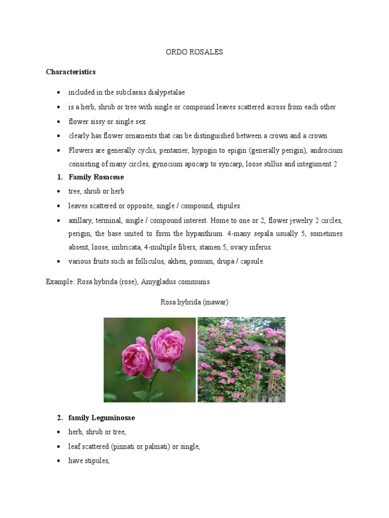 Ordo Rosales | PDF | Petal | Plant Reproduction