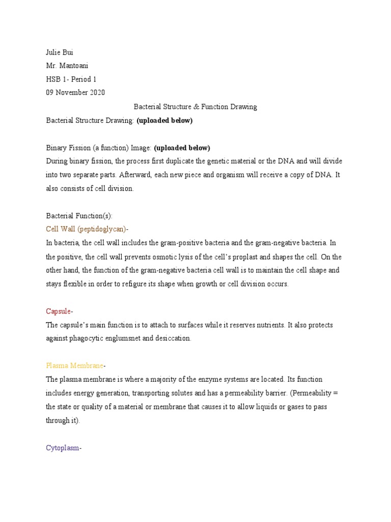 Julie Bui - Bacterial Structure Function | PDF | Cell (Biology) | Bacteria