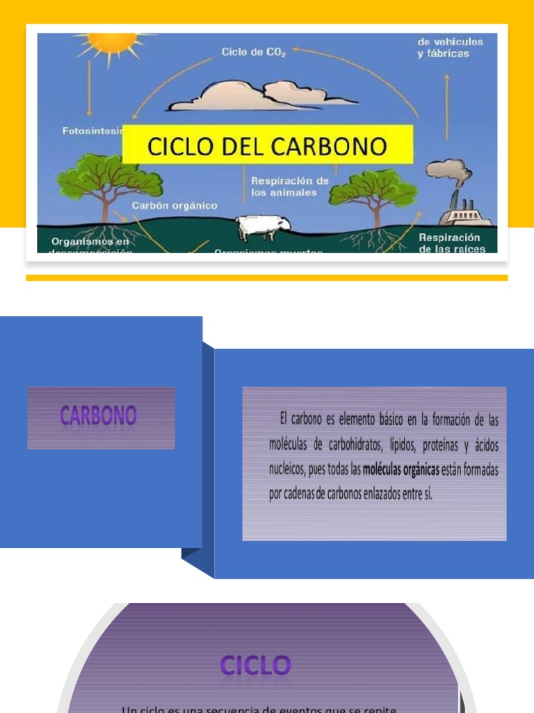 Ciclo Del Carbono | PDF