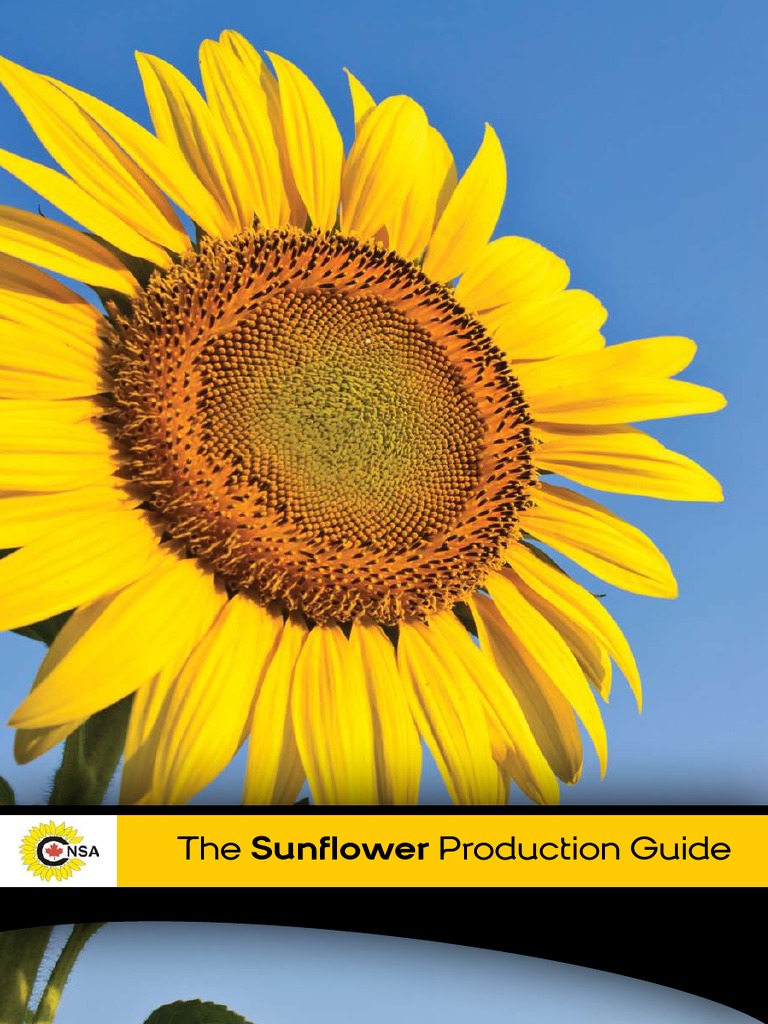 The Sunflower Production Guide | PDF | Plant Nutrition | Beetle