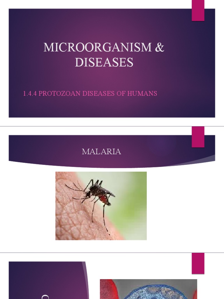 Microorganism & Diseases: 1.4.4 Protozoan Diseases of Humans | PDF