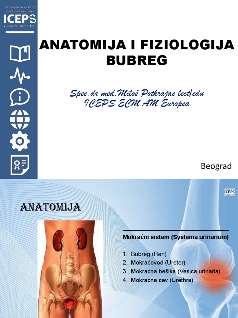 Anatomija I Fiziologija Bubreg Dr. Med. Miloš Potkrajac | PDF