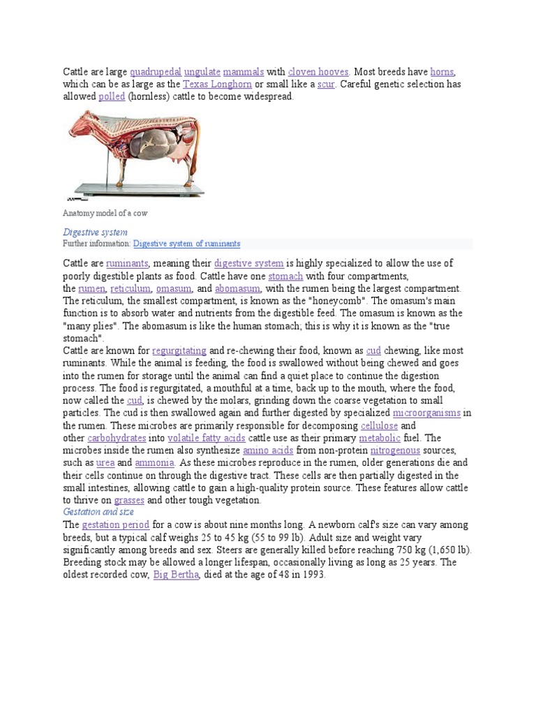 Digestive System of Ruminants | PDF | Ruminant | Cattle