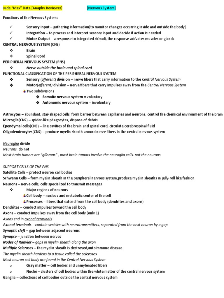 Nervous System Reviewer! | PDF | Central Nervous System | Nervous System