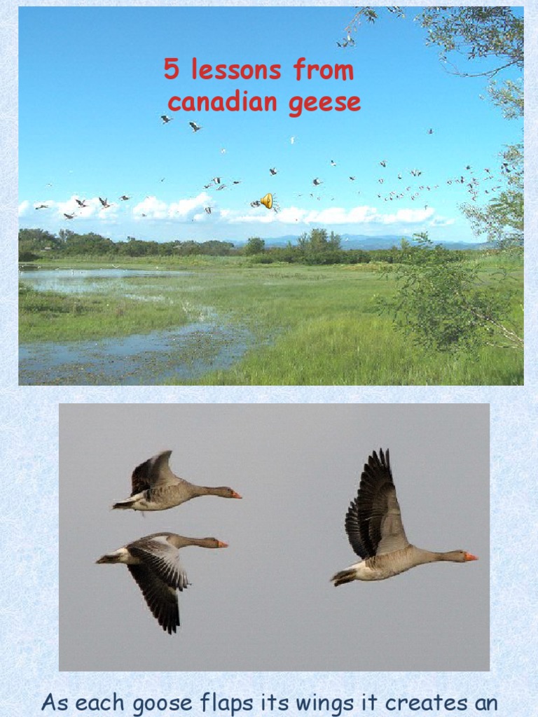 5 Lessons From Canadian Geese | PDF