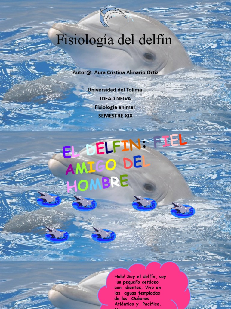El Delfin | PDF | Cerebro | Sistema circulatorio