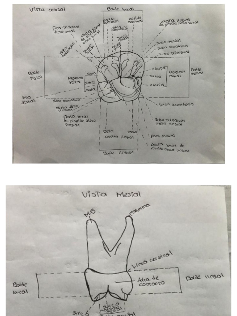 Dibujo de Diente 16 | PDF