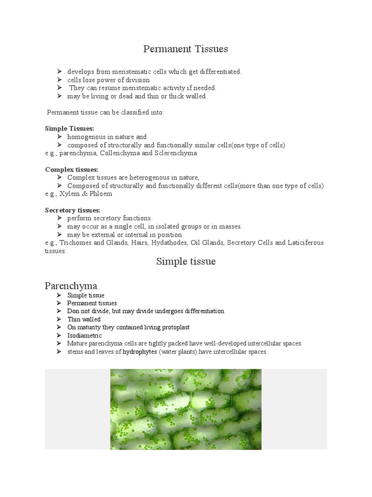Tissues System Final | PDF | Tissue (Biology) | Plant Physiology