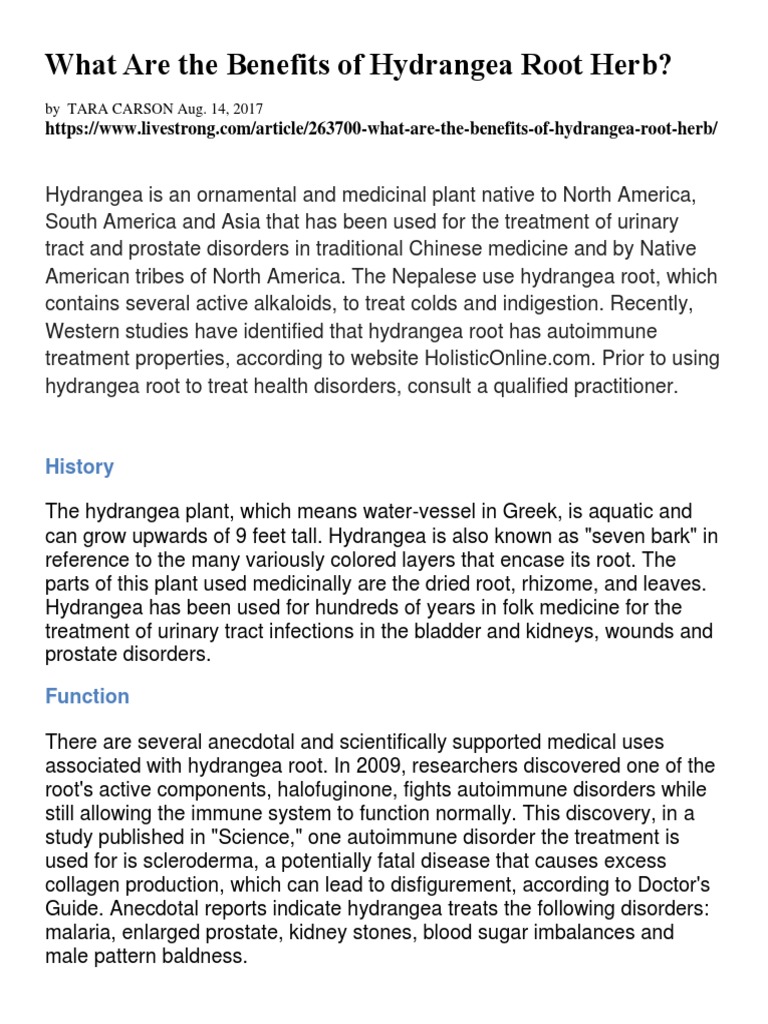 Benefits of Hydrangea Root | PDF | Autoimmune Disease | Dose (Biochemistry)