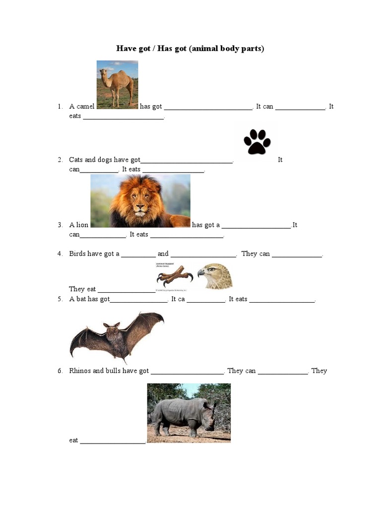 Animal Body Parts and Functions Worksheet | PDF | Foreign Language Studies