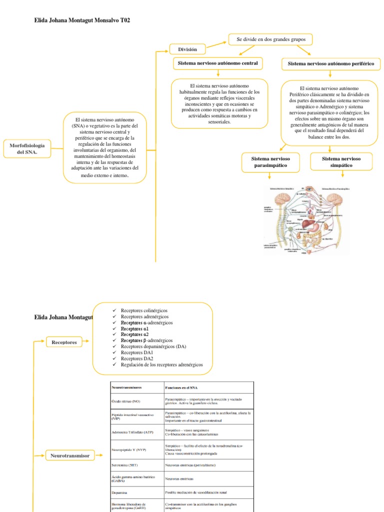 Morfofisiología del Sistema Nervioso Autónomo | PDF | Sistema nervioso autónomo | Sistema nervioso