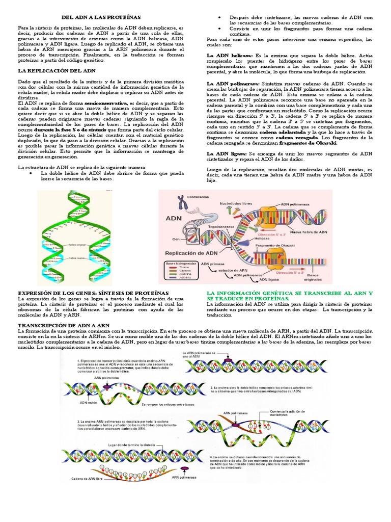 De ADN a Proteínas: Proceso Sintético | PDF | Codigo genetico ...