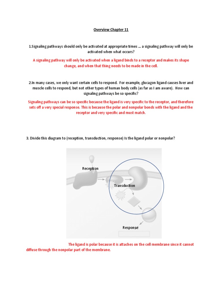Overview Chapter 11 Questions | PDF