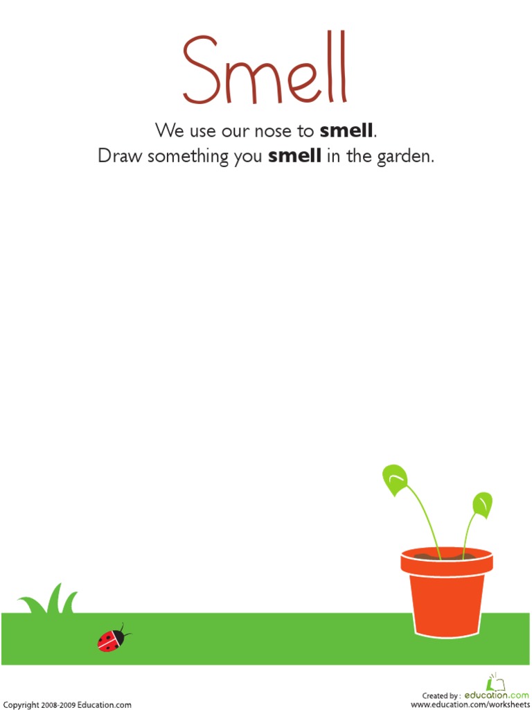 Senses Smell Kindergarten PDF | PDF
