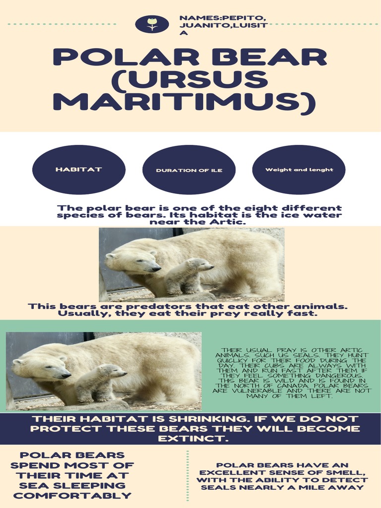 Polar Bear (Ursus Maritimus) | PDF