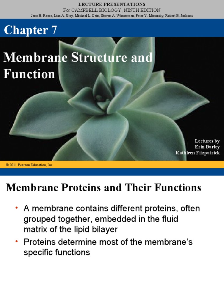 Membrane Structure and Function Overview | PDF | Cell Membrane | Osmosis