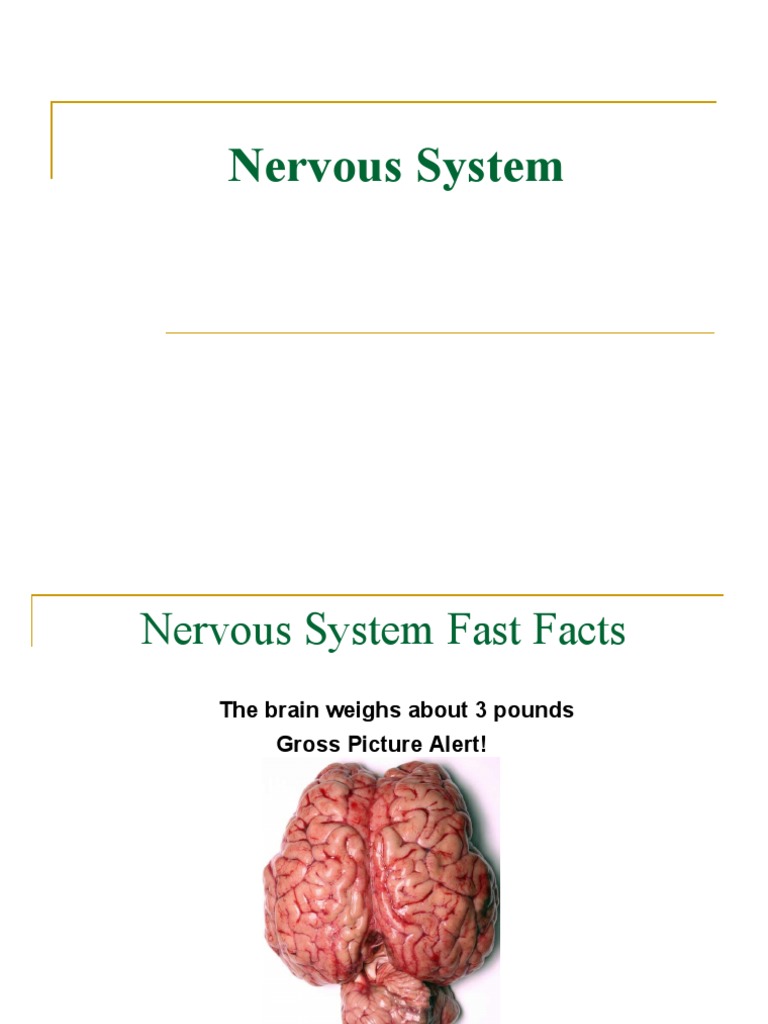 Nervous System Presentation | PDF | Central Nervous System | Nervous System