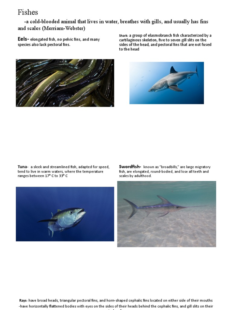 Species | PDF | Gill | Fish