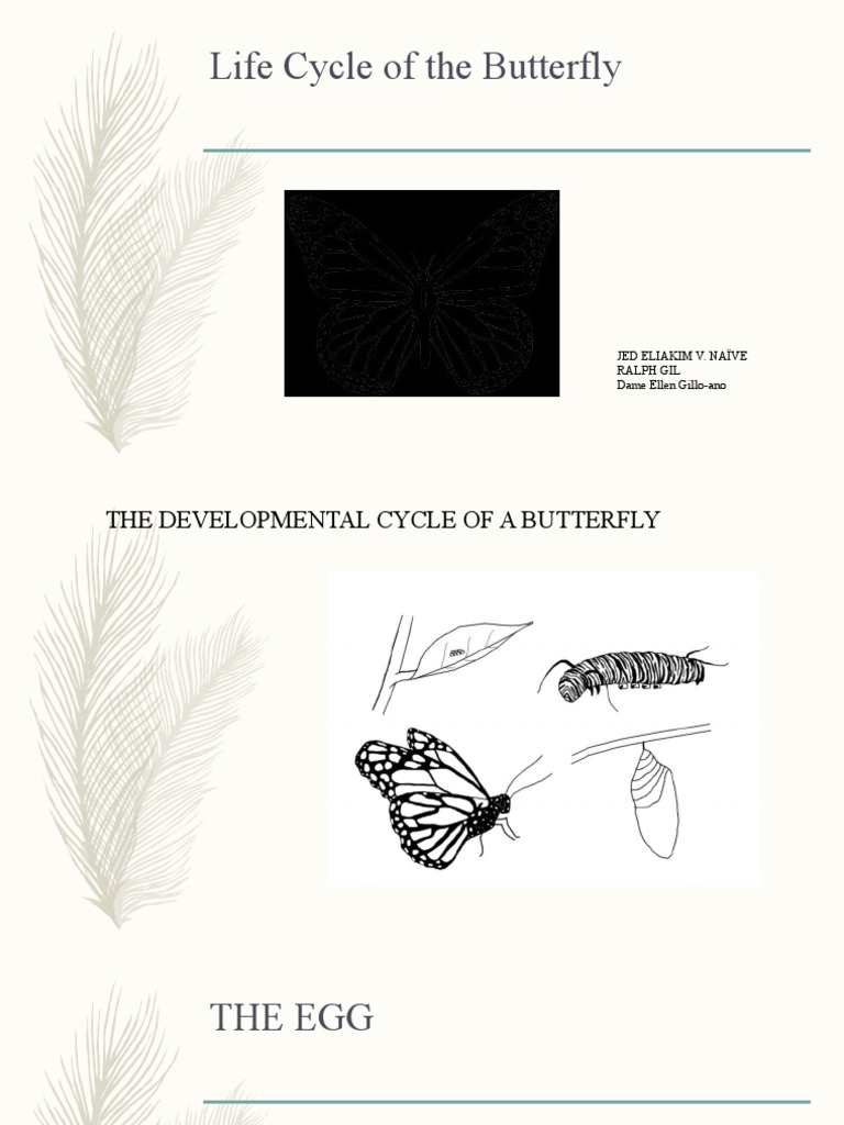 Life Cycle of The Butterfly | PDF