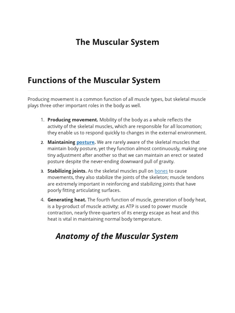 The Muscular System | PDF | Anatomical Terms Of Motion | Human Leg