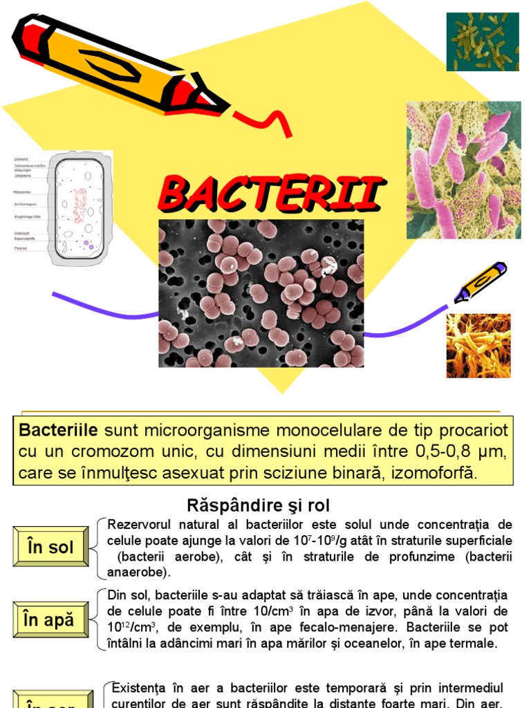Bacterii | PDF