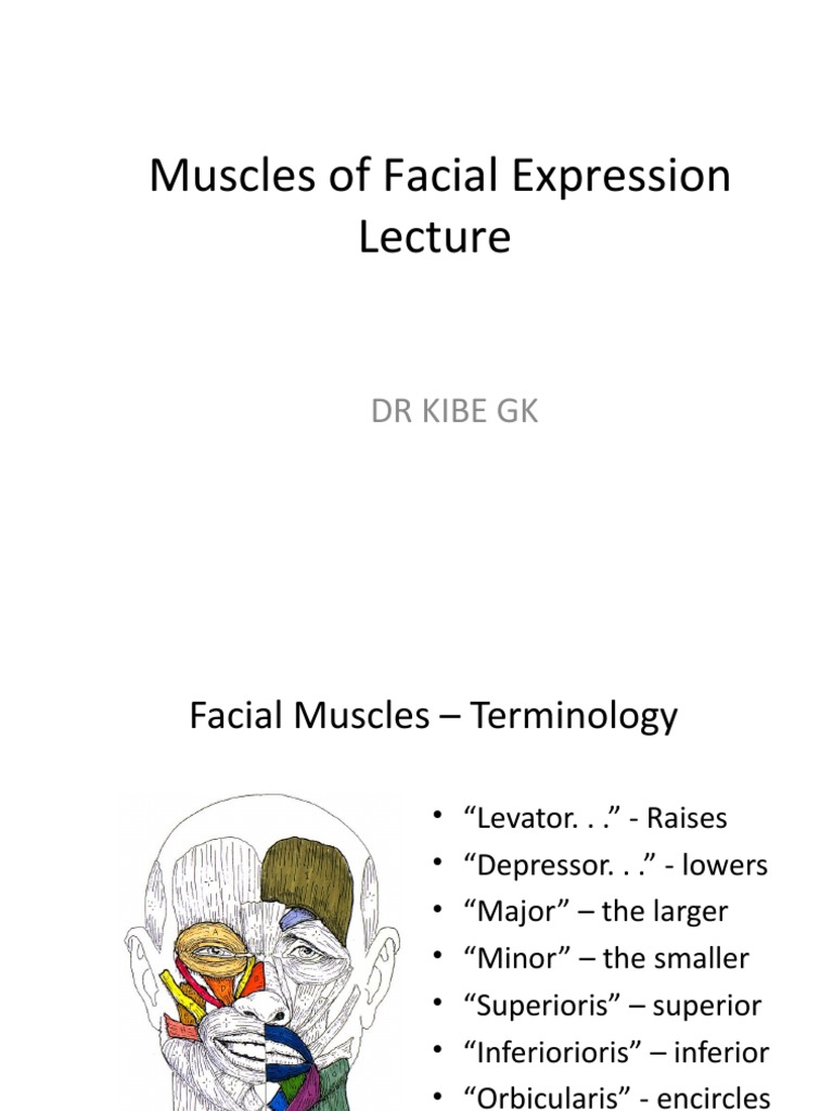 Muscles of Facial Expression: DR Kibe GK | PDF | Lip | Human Body
