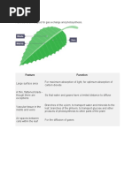 Adaptations of The Leaf For Photosynthesis and Gaseous Exchange | PDF ...