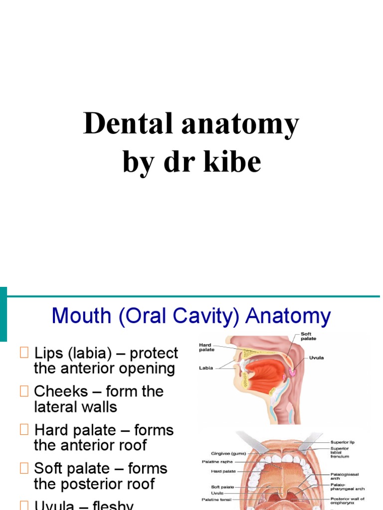 Dental Anatomy | PDF | Tongue | Tooth