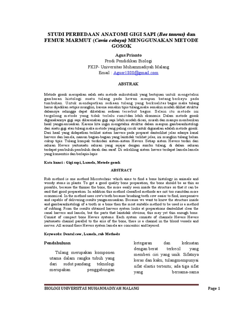 Studi Perbedaan Anatomi Gigi Sapi (Bos Taurus) Dan Femur Marmut (Cavia ...