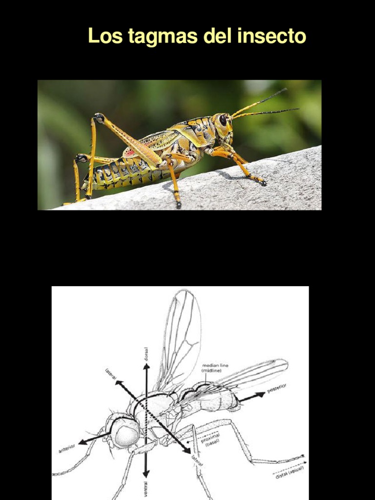 Partes del insecto y sus tagmas | PDF | Insectos | Ojo