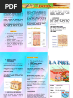 Triptico Sistema Circulatorio | PDF | Sangre | Corazón