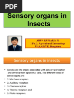 Tagmosis | PDF | Insects | Arthropodology