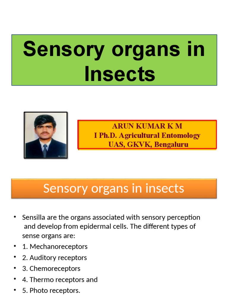 Insect Sensory Organs Overview | PDF | Eye | Animal Anatomy