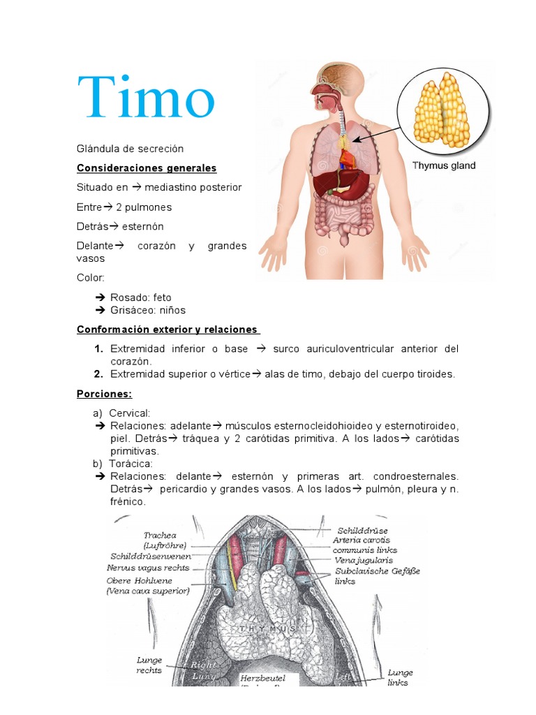 Timo | PDF | Timo | Anatomia animal