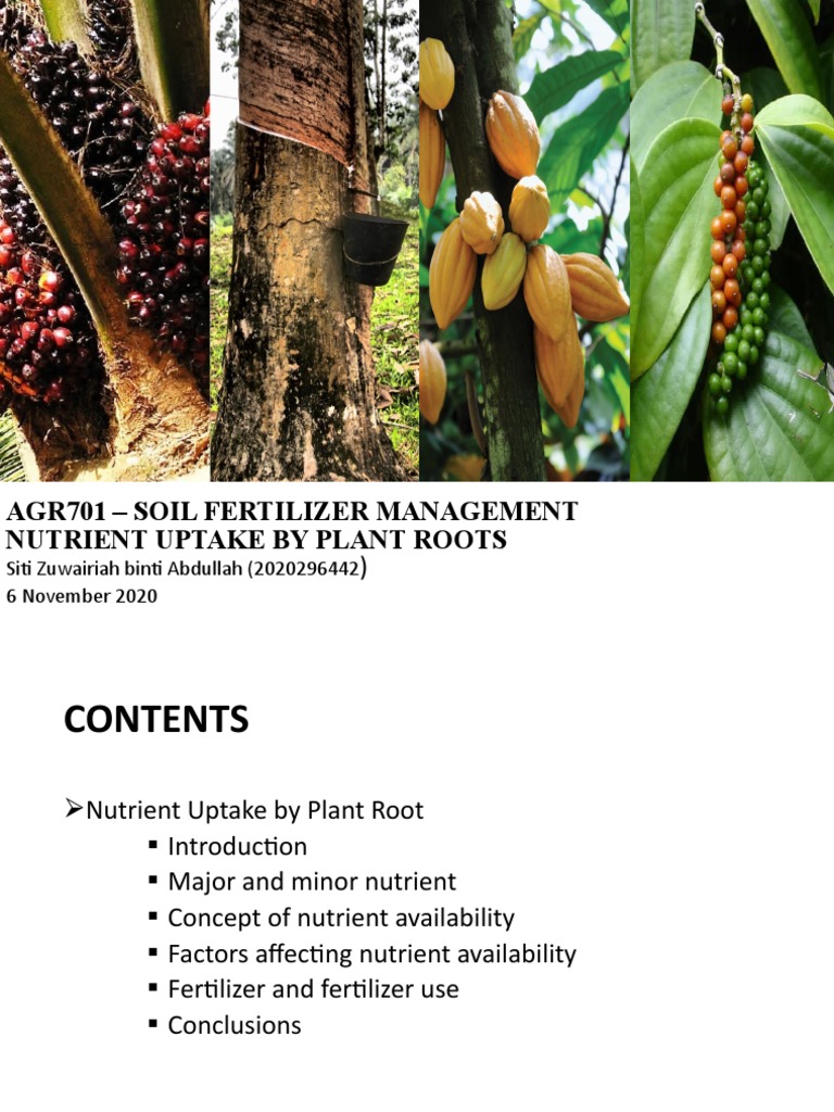 Presentation Nutrient Uptaked by Plant Roots | PDF | Plant Nutrition | Soil