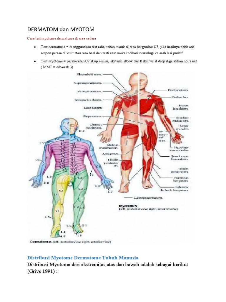 DERMATOM Dan MYOTOM | PDF
