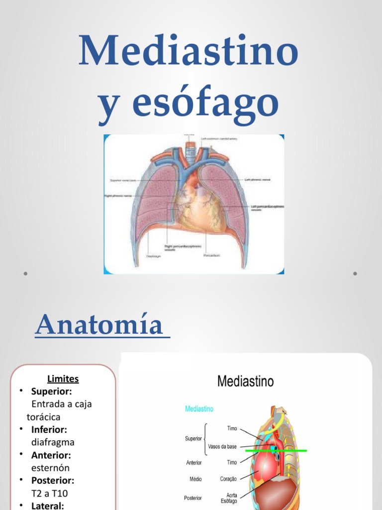 Mediastino y Esofago | PDF | Medicina CLINICA | Medicina