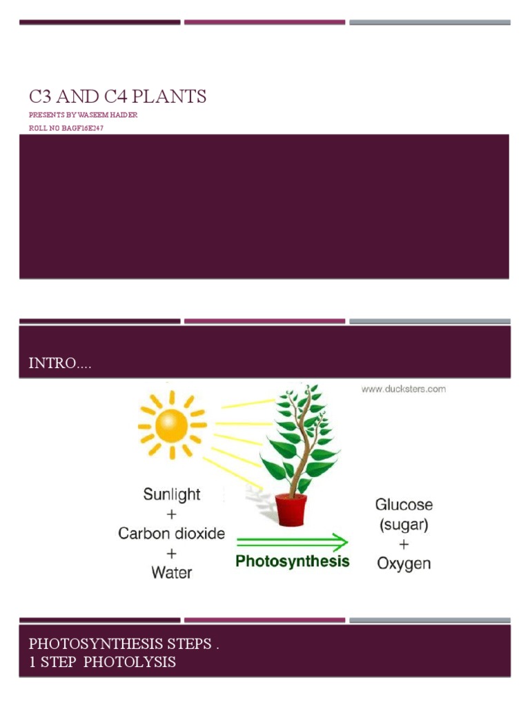 c3 and c4 Plant | PDF